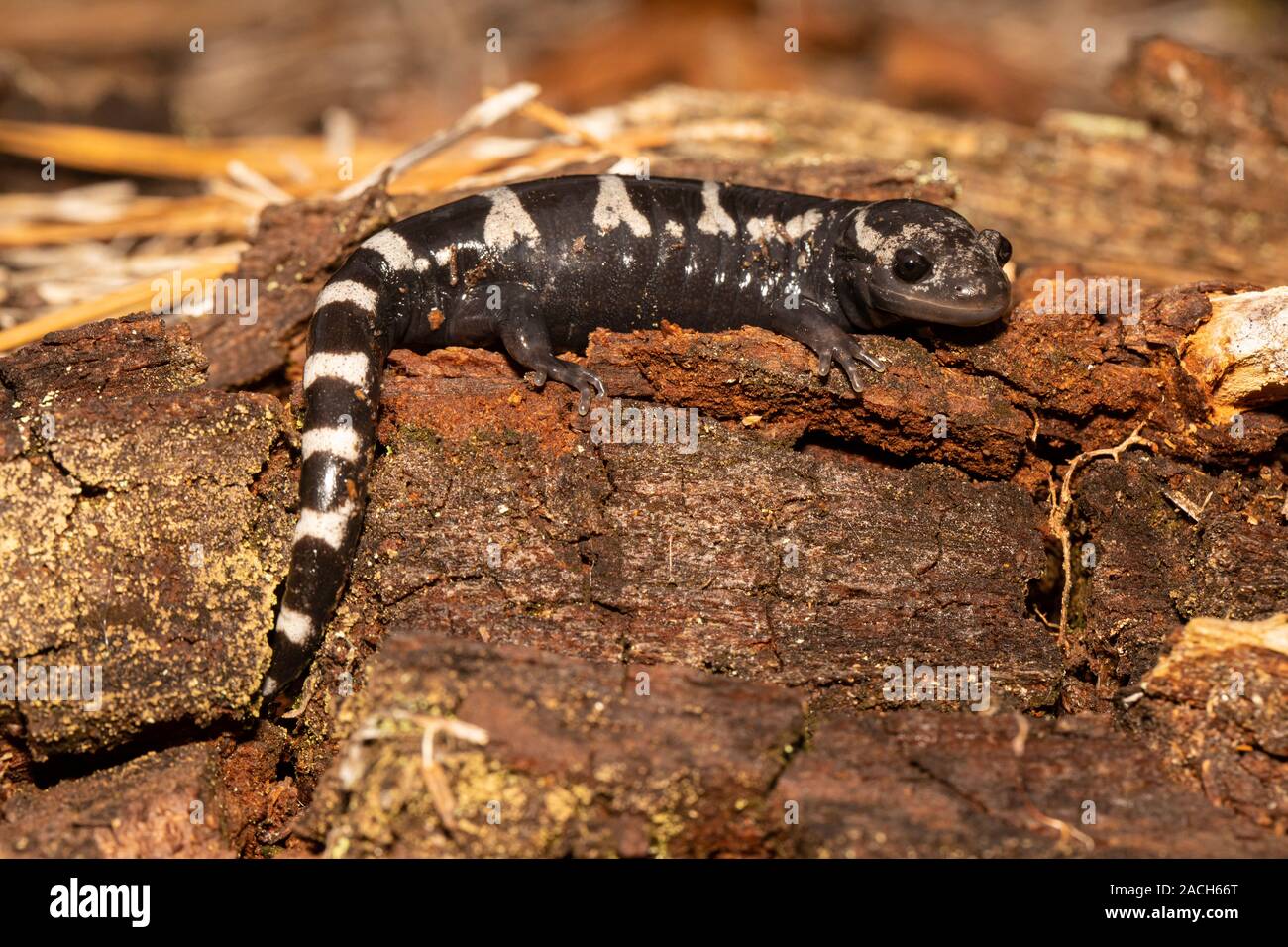 Marbled salamander - Ambystoma opacum Stock Photo - Alamy