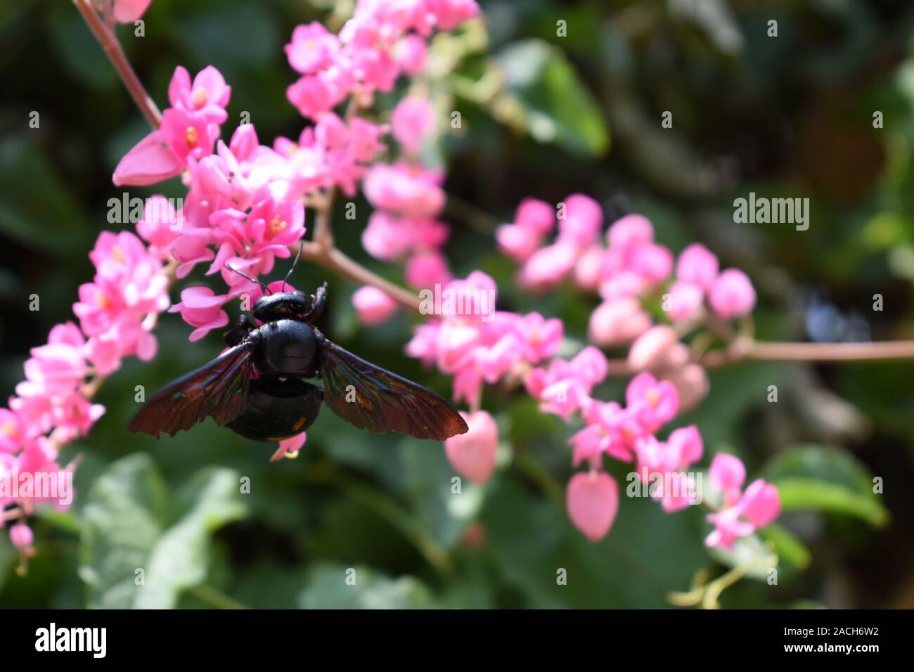 Insects rarely found in central java hi-res stock photography and ...