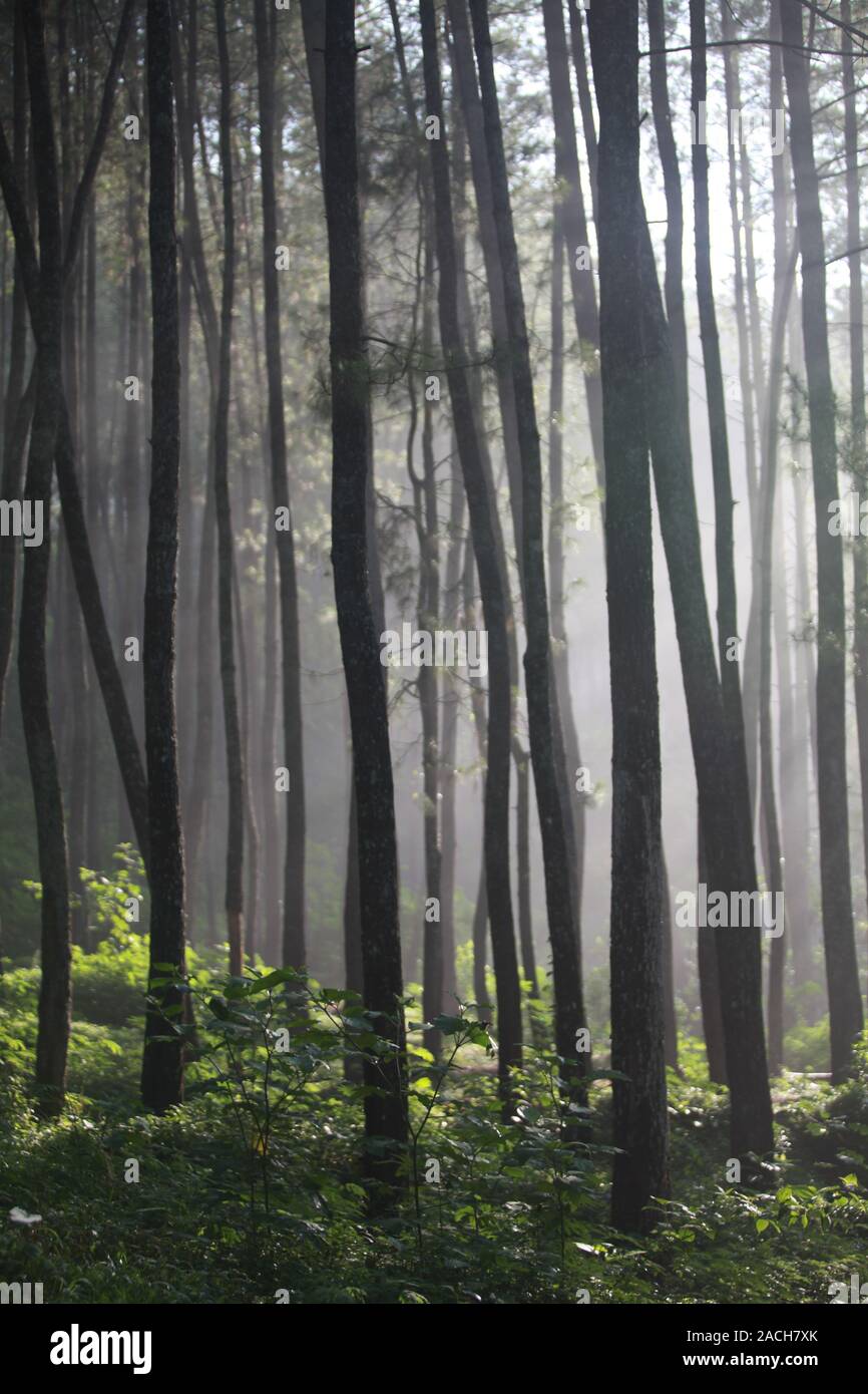 Beauty of bandung hi-res stock photography and images - Alamy