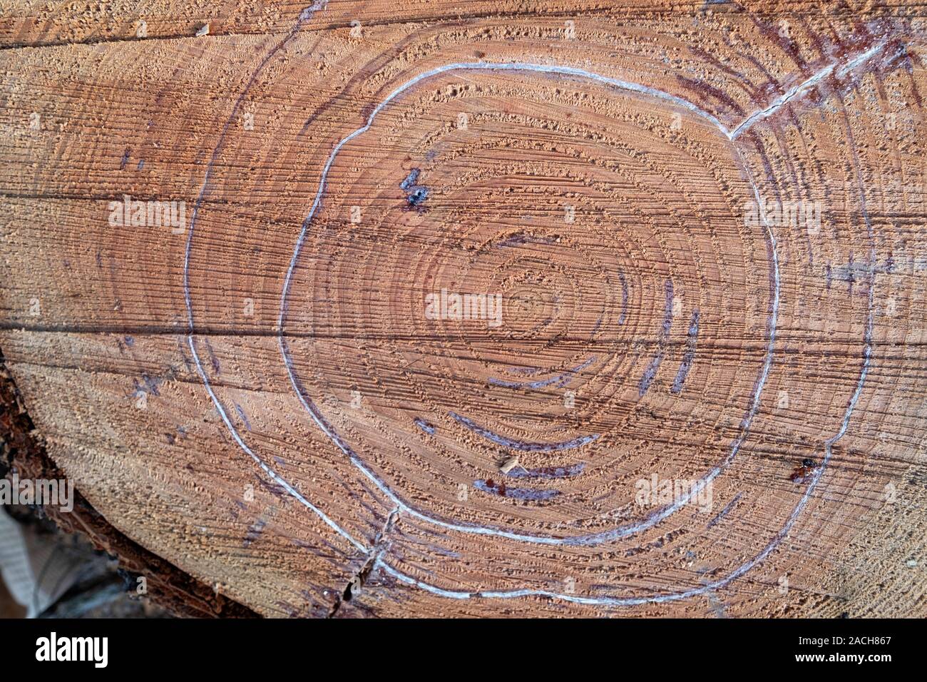 Wood texture ,woodcut circular section with annual rings , detaled ...