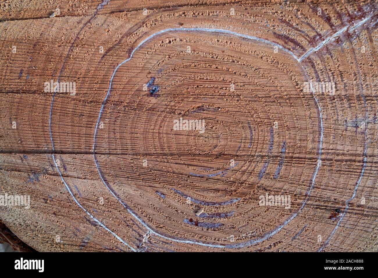 Wood texture ,woodcut circular section with annual rings , detaled ...
