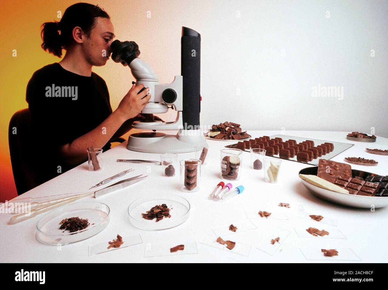 Cocoa bean quality control. Technician checking cocoa beans under a ...