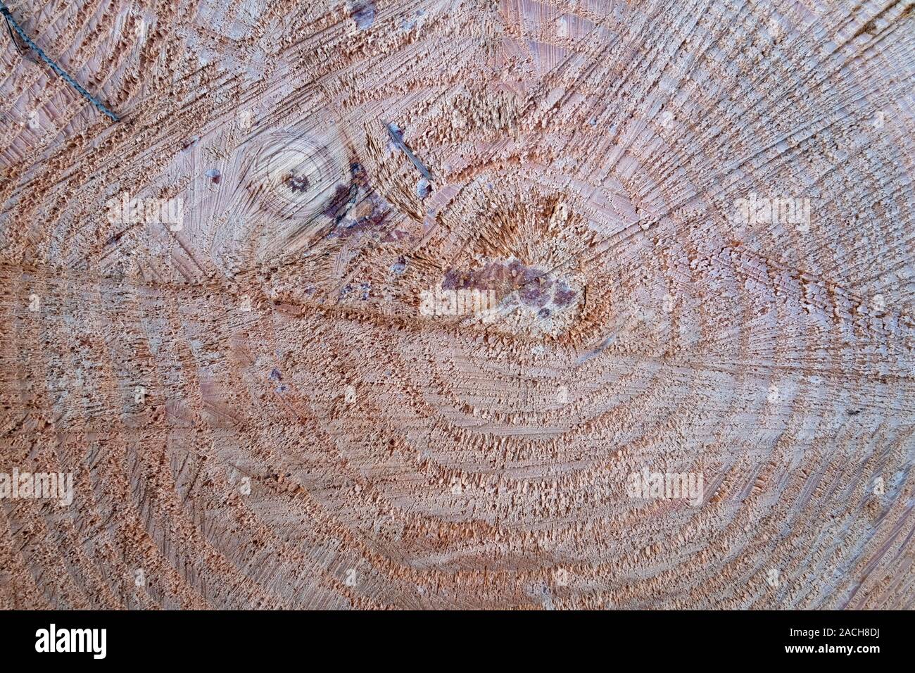 Wood texture ,woodcut circular section with annual rings , detaled ...