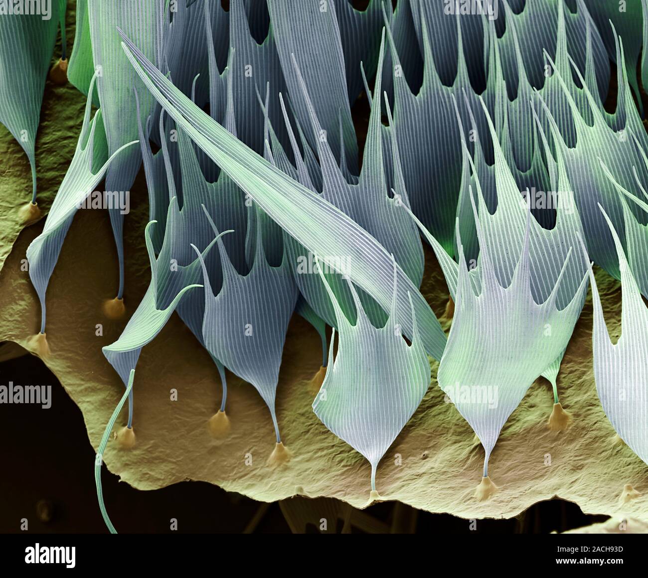 Moth wing scales. Coloured scanning electron micrograph (SEM) of scales ...
