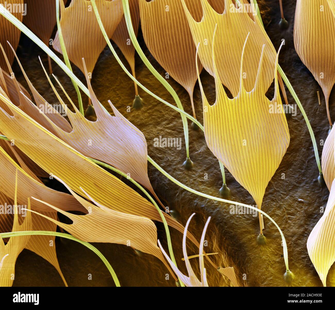 Moth wing scales. Coloured scanning electron micrograph (SEM) of scales ...