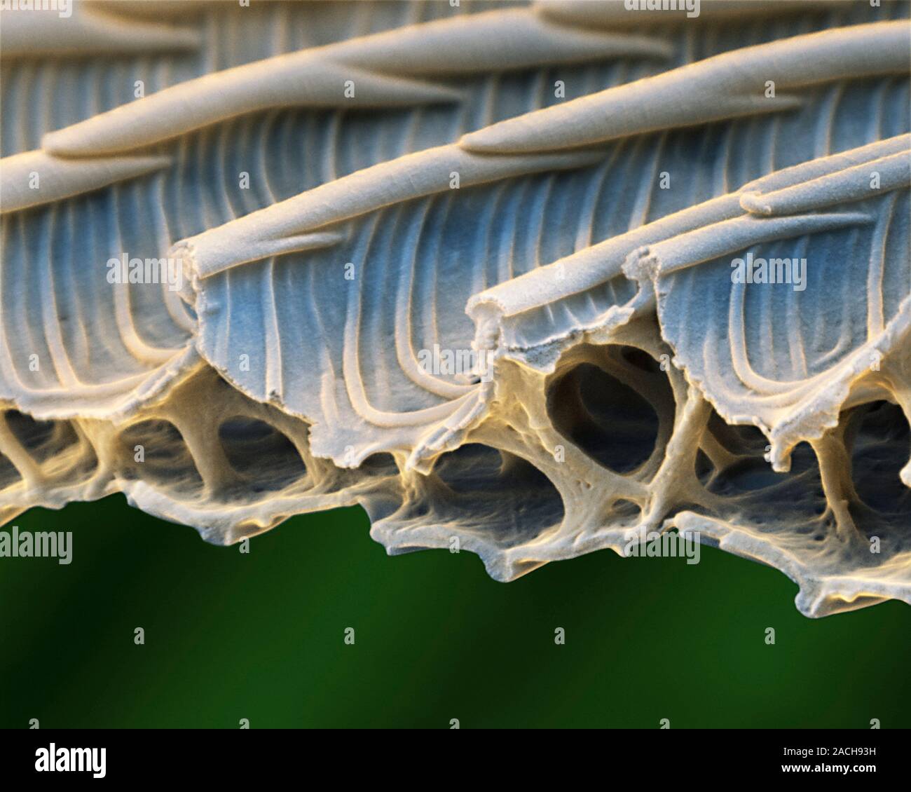 Moth wing scales. Coloured scanning electron micrograph (SEM) of a ...