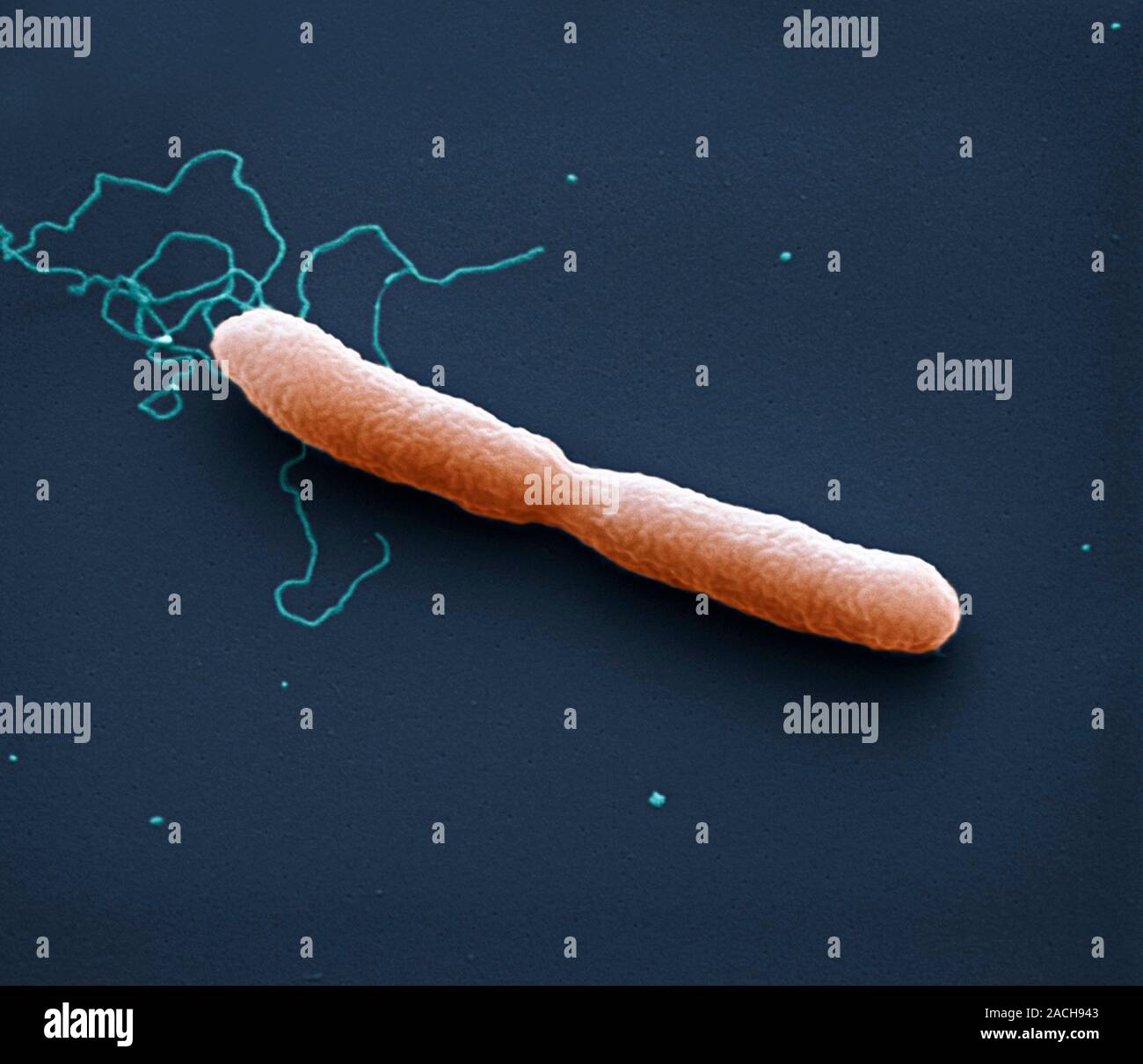 Burkholderia pseudomallei bacteria dividing, coloured scanning electron ...
