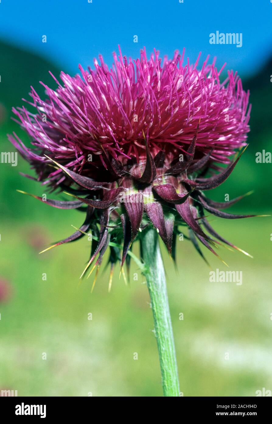 Carduus nutans subsp. Macrolepis flower Stock Photo - Alamy