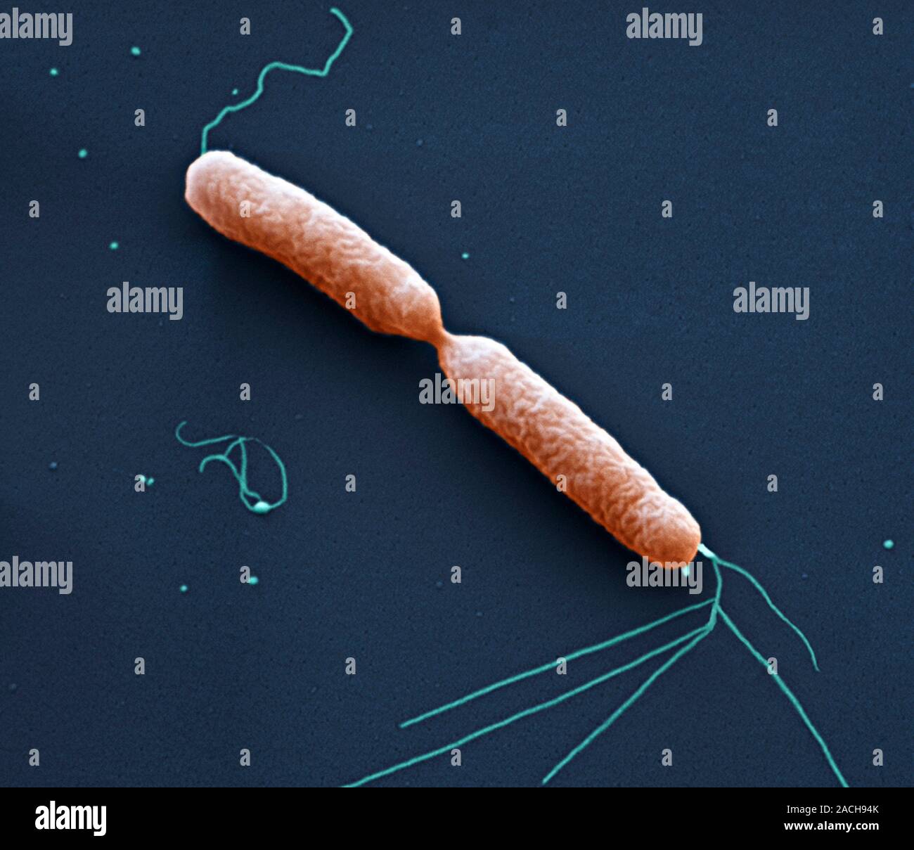 Burkholderia pseudomallei bacteria dividing, coloured scanning electron ...
