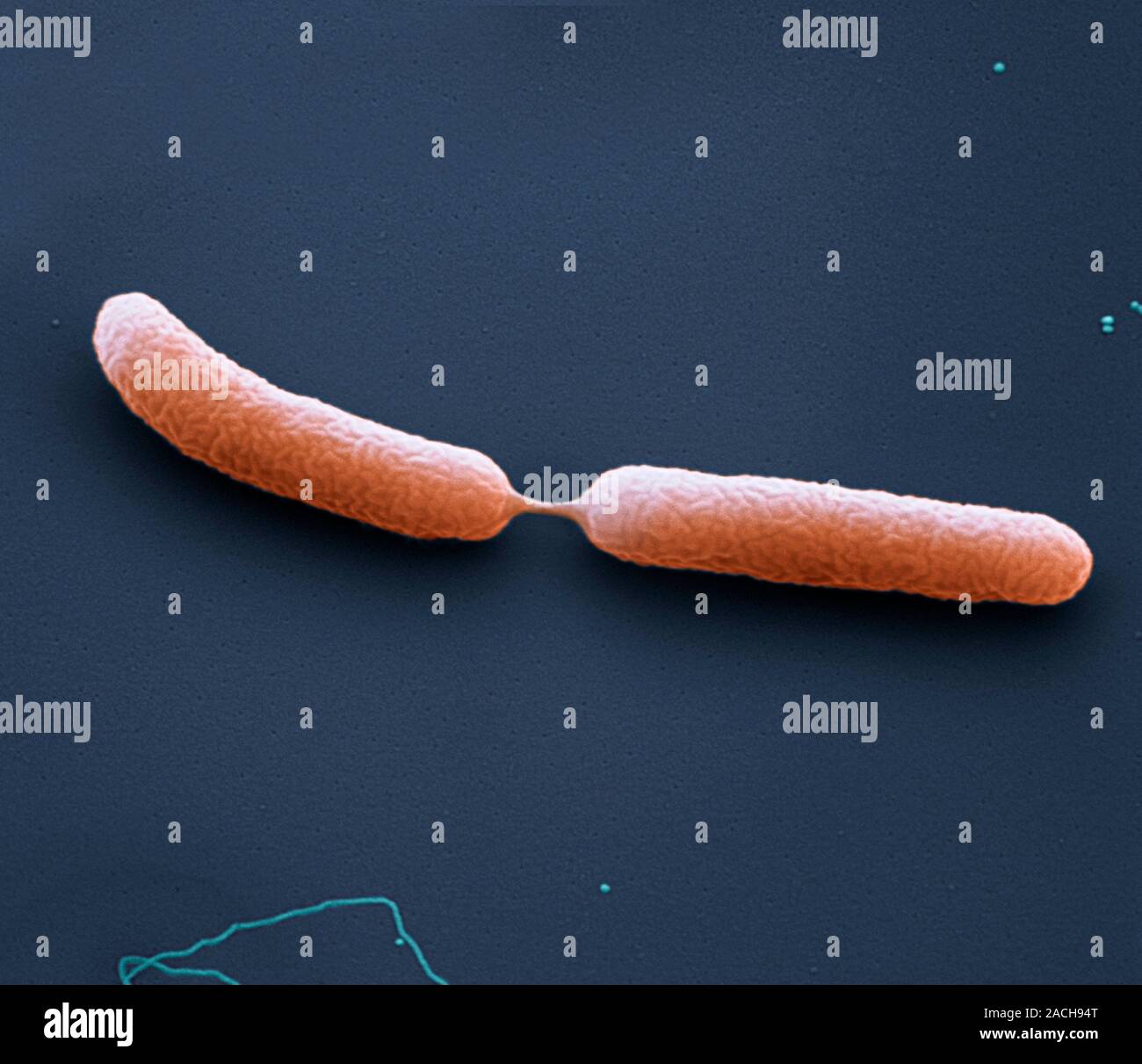 Burkholderia pseudomallei bacteria dividing, coloured scanning electron ...