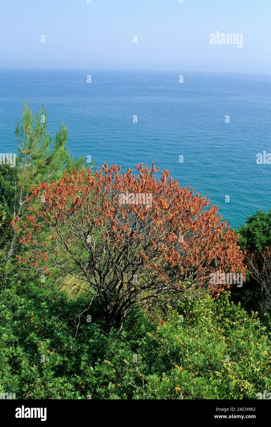 A mature Spurge (Euphorbia dendroides) growing near the coast Stock ...