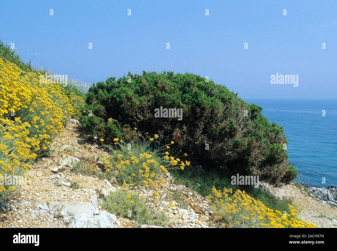 Juniper (Juniperus phoenicea) growing on the coast Stock Photo - Alamy