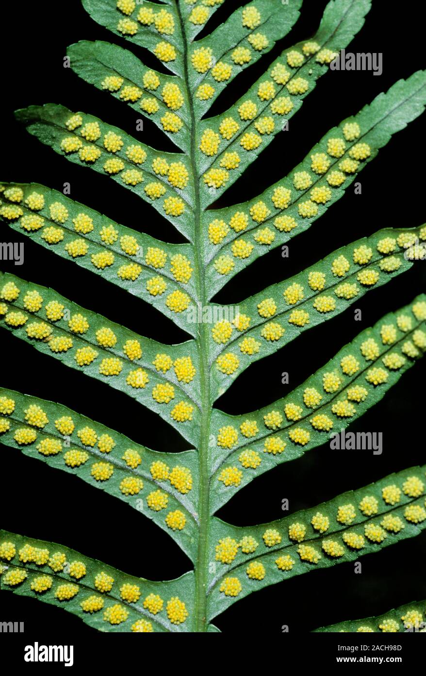 Spores on the underside of a polypody fern (Polypodium vulgare) leaf ...
