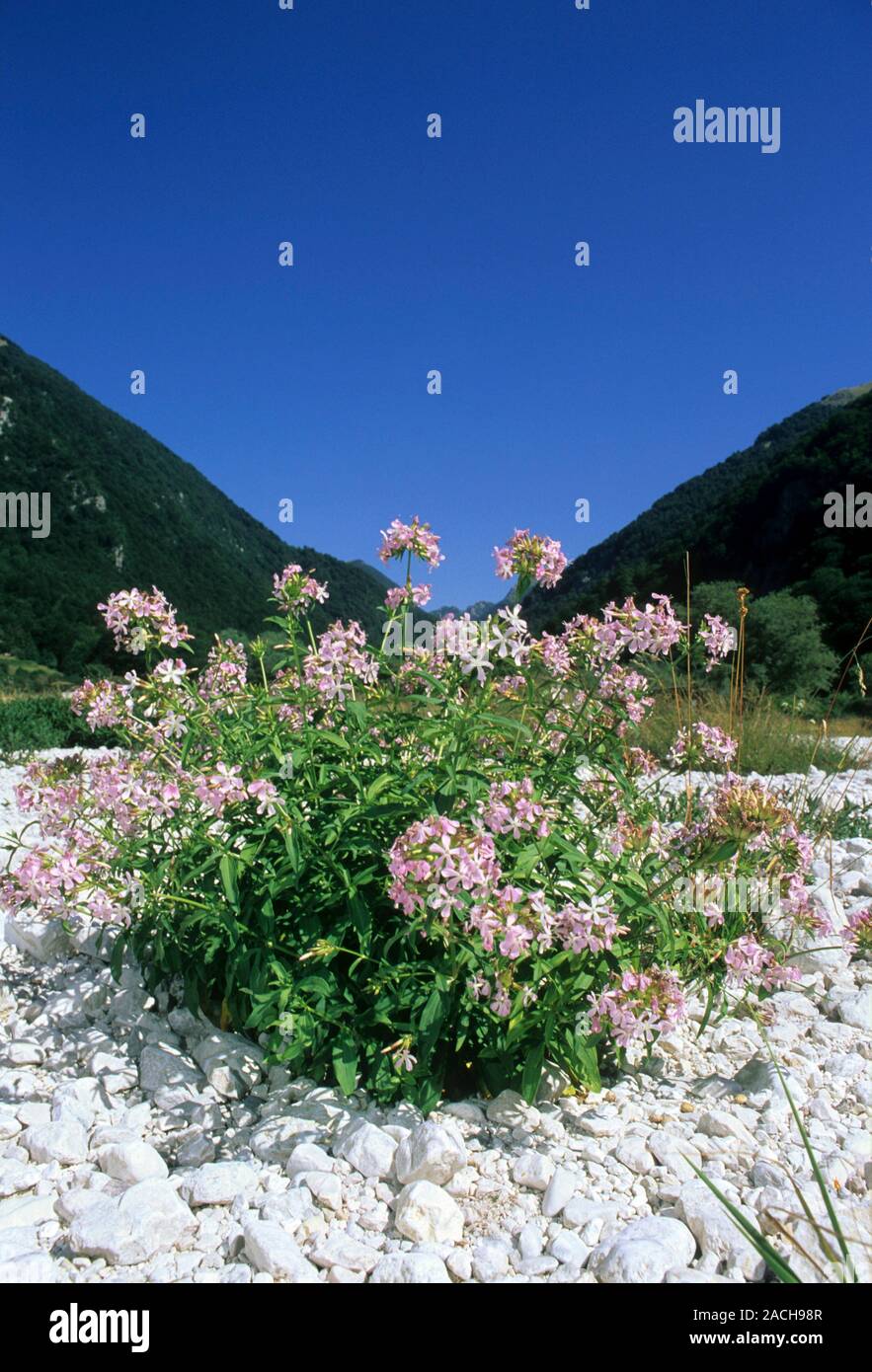 Saponaria officinali flowers Stock Photo - Alamy