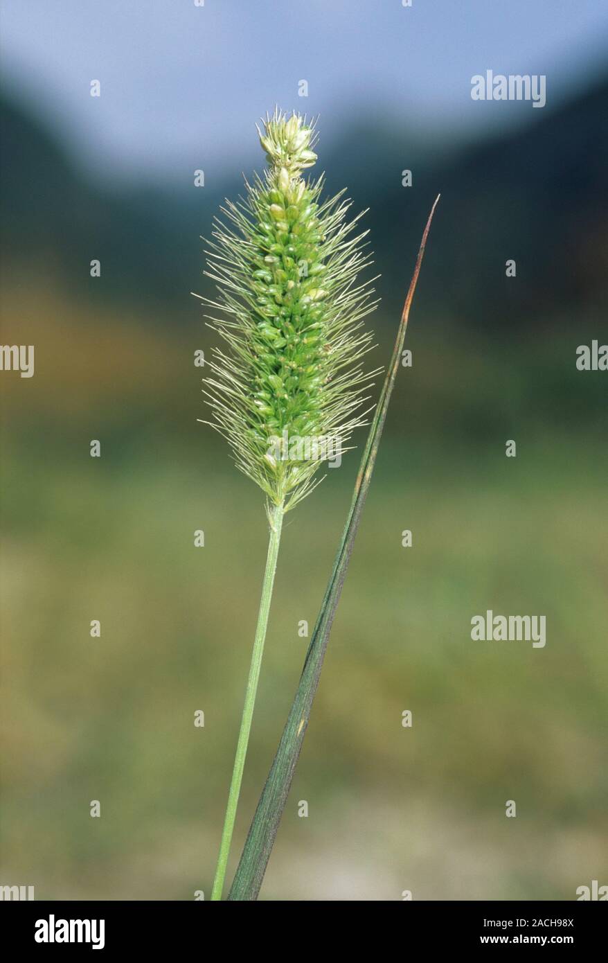 Setaria glauca seedhead Stock Photo - Alamy