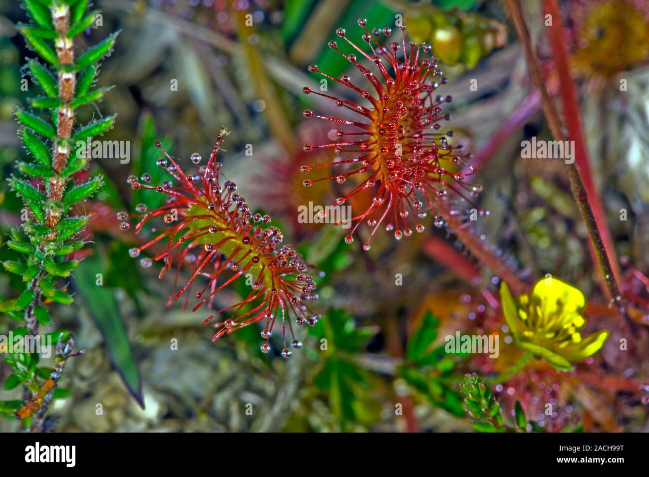 Common sundew (Drosera rotundifolia Stock Photo - Alamy