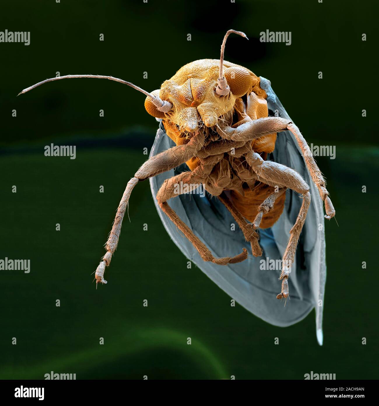 Female psyllid (Cacopsylla picta), coloured scanning electron ... Female psyllid (Cacopsylla picta), coloured scanning electron ...