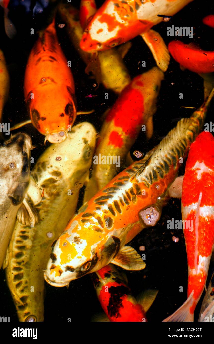 Koi carp. These fish are an ornamental domesticated variety of the ...