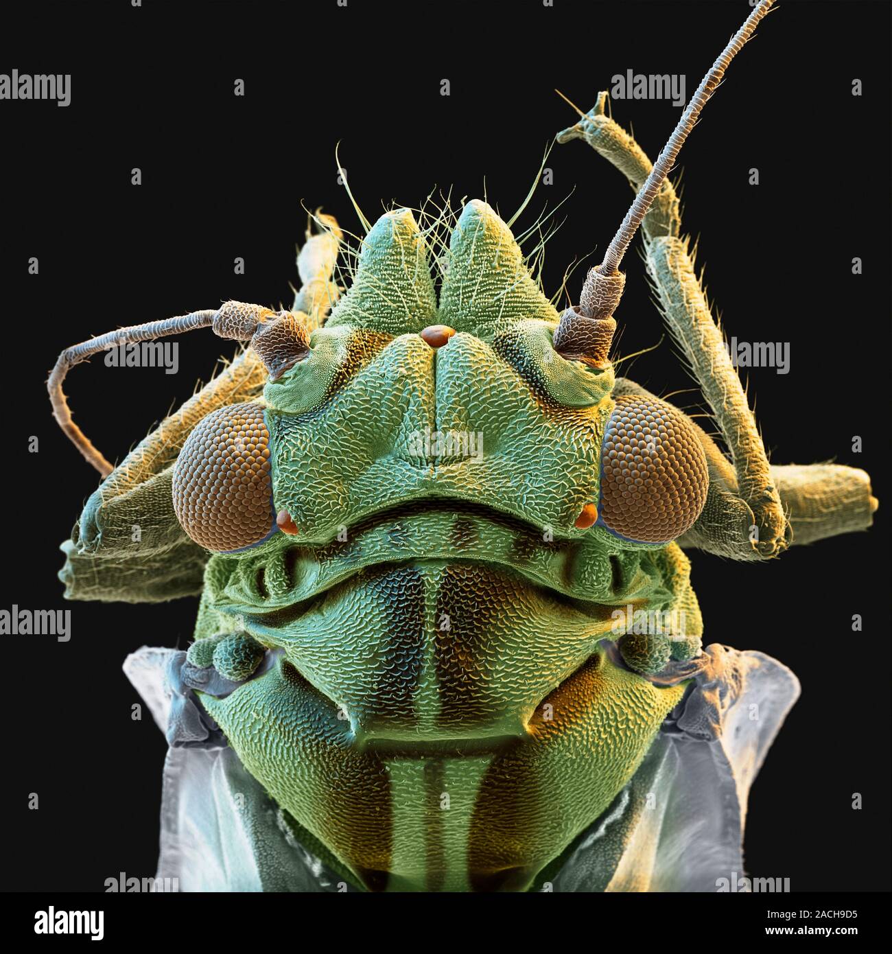 Psyllid (Cacopsylla picta), coloured scanning electron micrograph (SEM ... Psyllid (Cacopsylla picta), coloured scanning electron micrograph (SEM ...