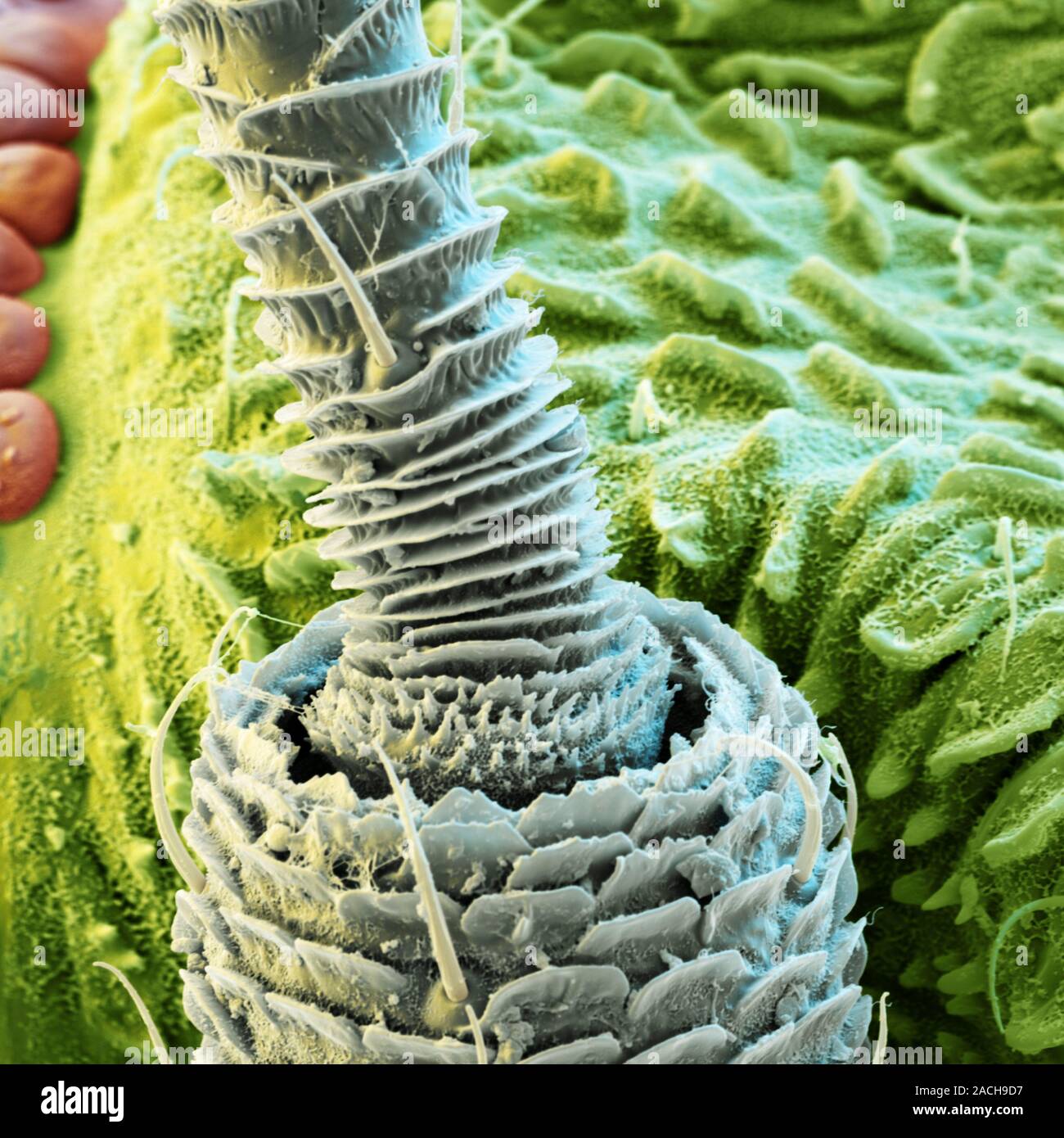 Psyllid (Cacopsylla picta) antenna, coloured scanning electron ... Psyllid (Cacopsylla picta) antenna, coloured scanning electron ...