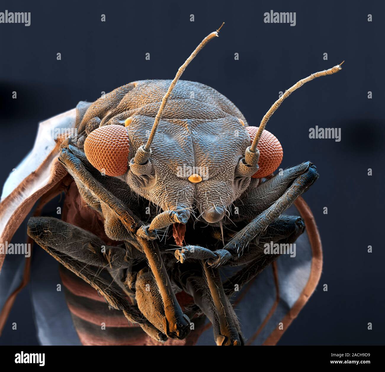 Psyllid (Cacopsylla pruni), coloured scanning electron micrograph (SEM ... Psyllid (Cacopsylla pruni), coloured scanning electron micrograph (SEM ...