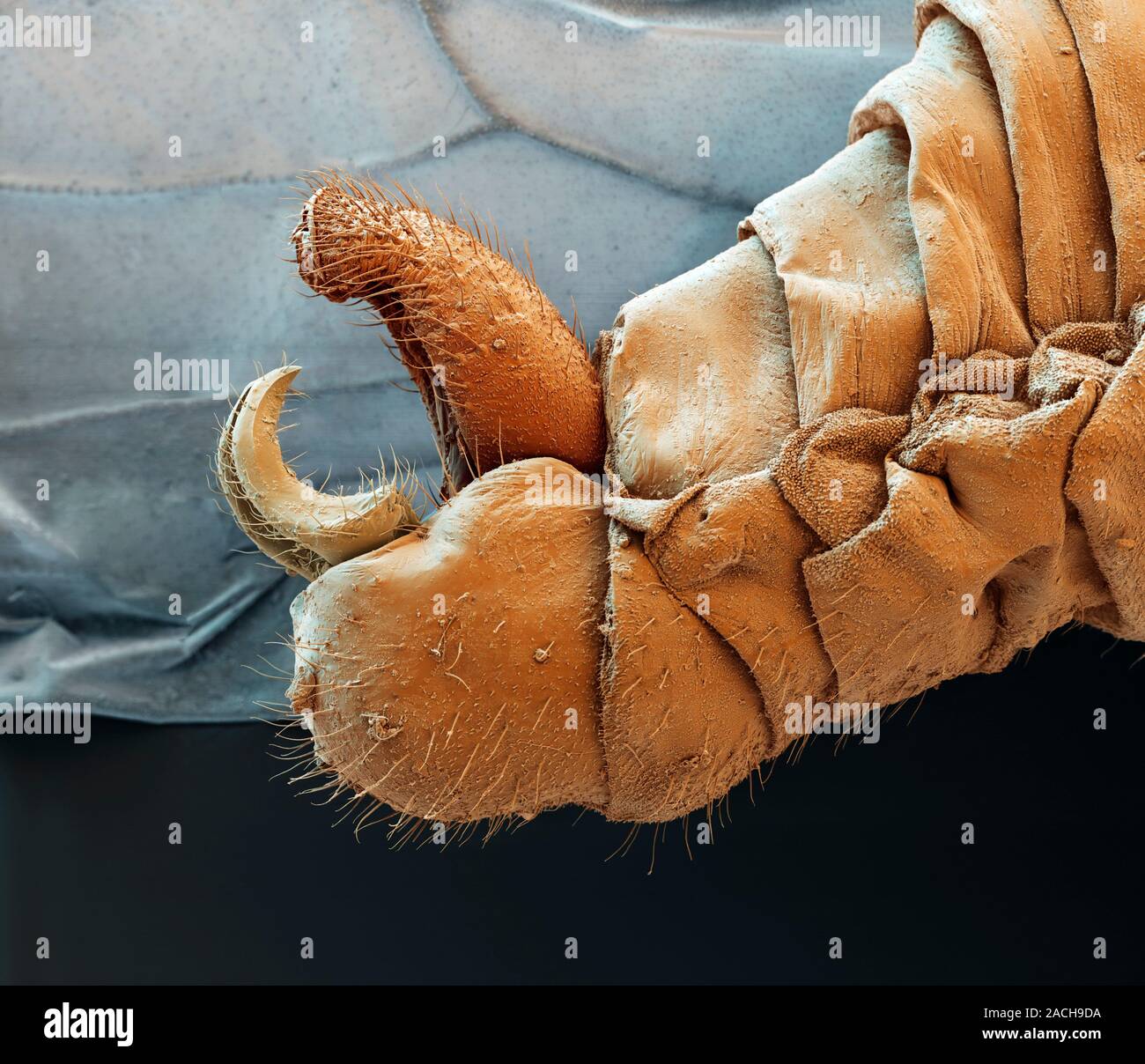 Psyllid. Coloured scanning electron micrograph (SEM) of the abdomen of ...