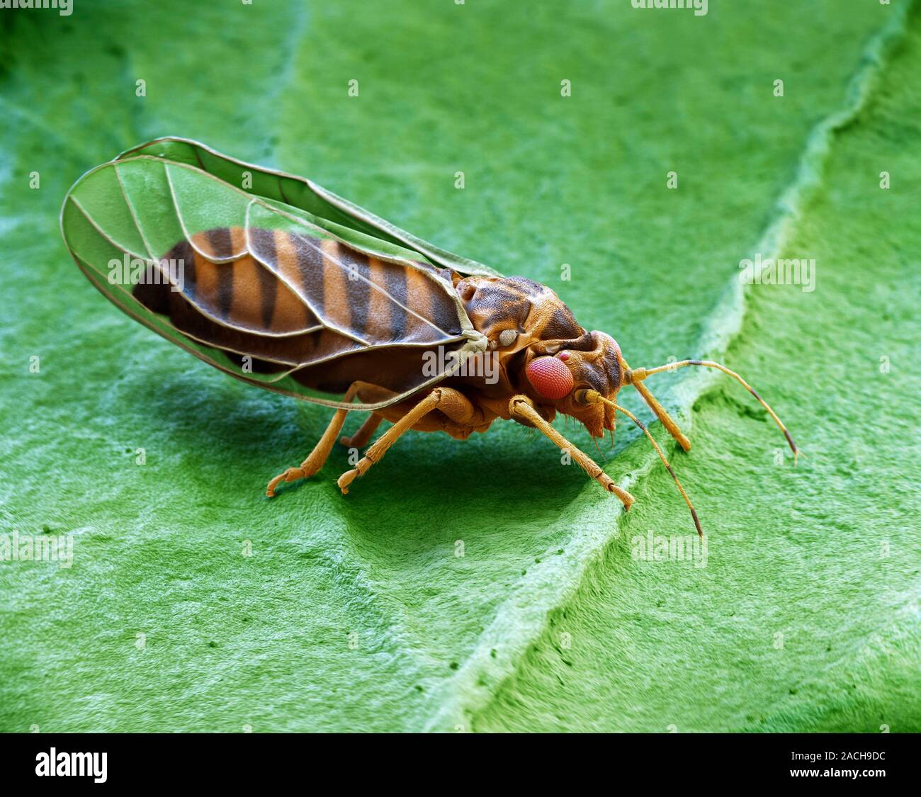 Psyllid (Cacopsylla pyricola), coloured scanning electron micrograph ...