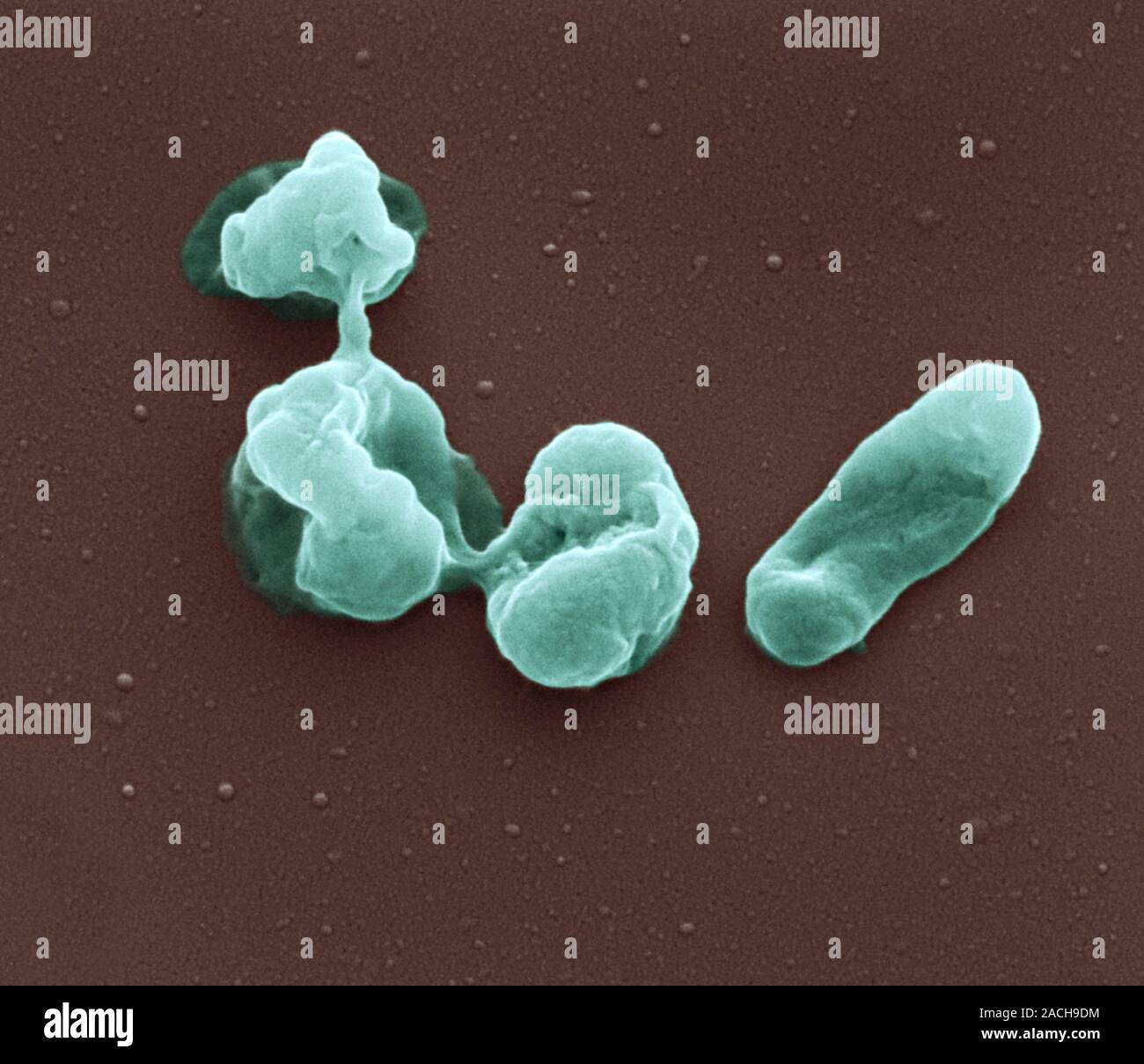 Francisella tularensis bacteria, coloured scanning electron micrograph ...