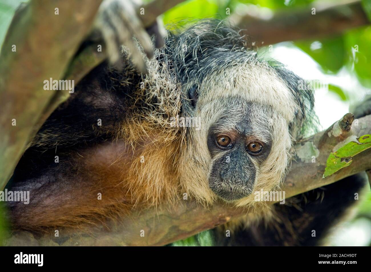 Monk Saki monkey in a tree. Monk Saki monkeys (Pithecia monachus) live ...