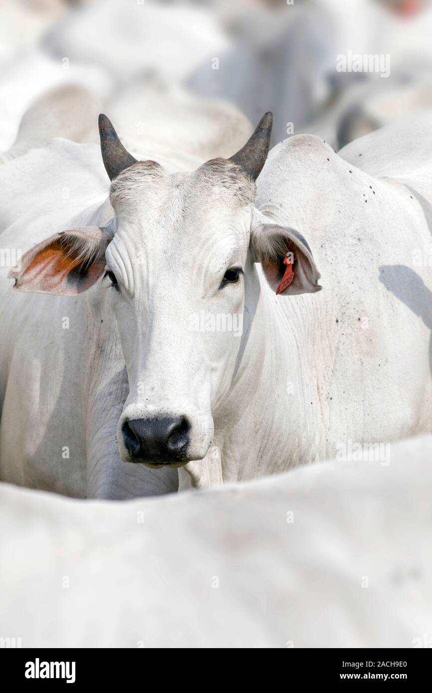 Nelore cattle. Nelore are beef cattle originated from Ongole (Bos ...