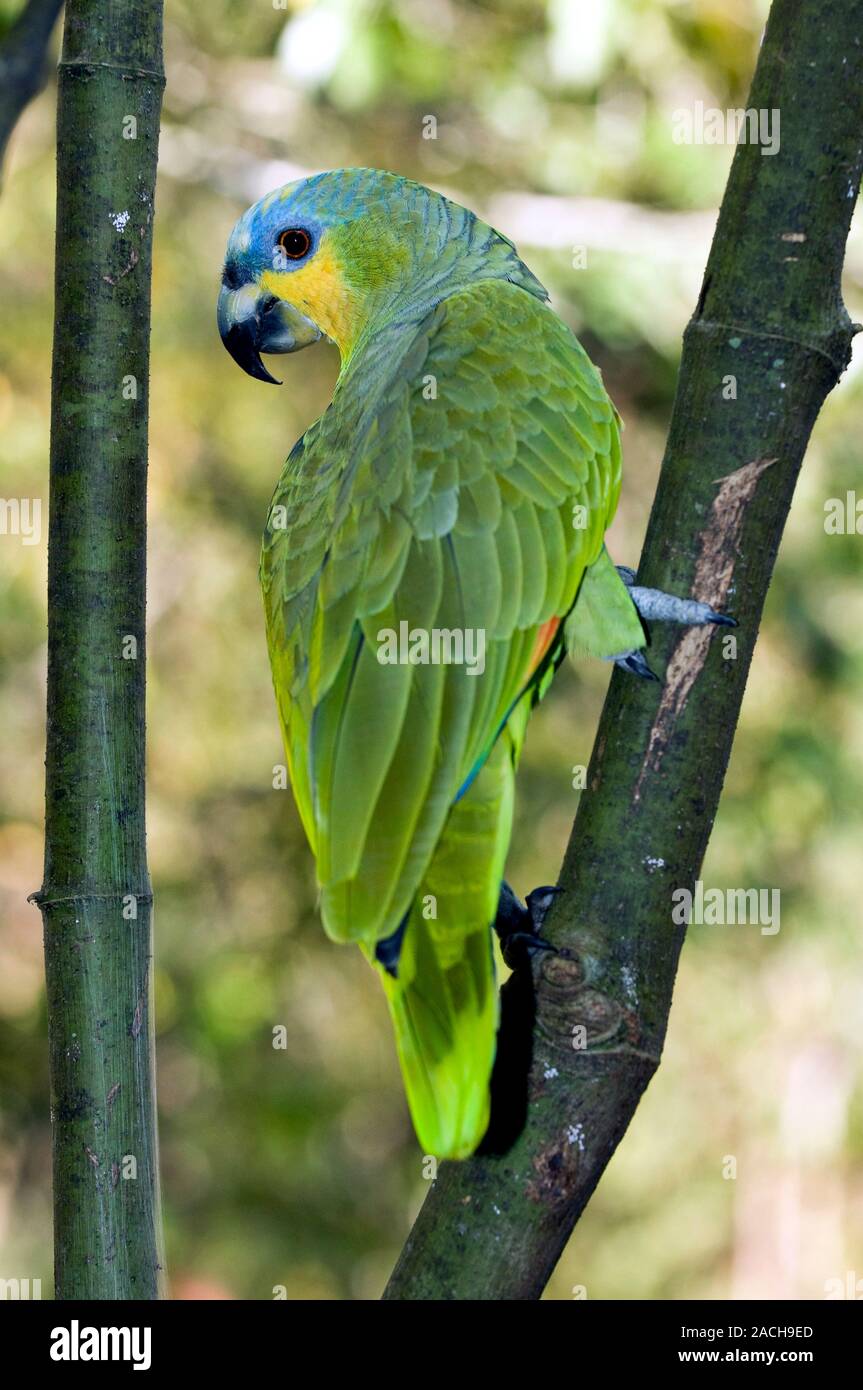 Orange-winged Amazon parrot on a tree. Orange-winged Amazons (Amazona ...