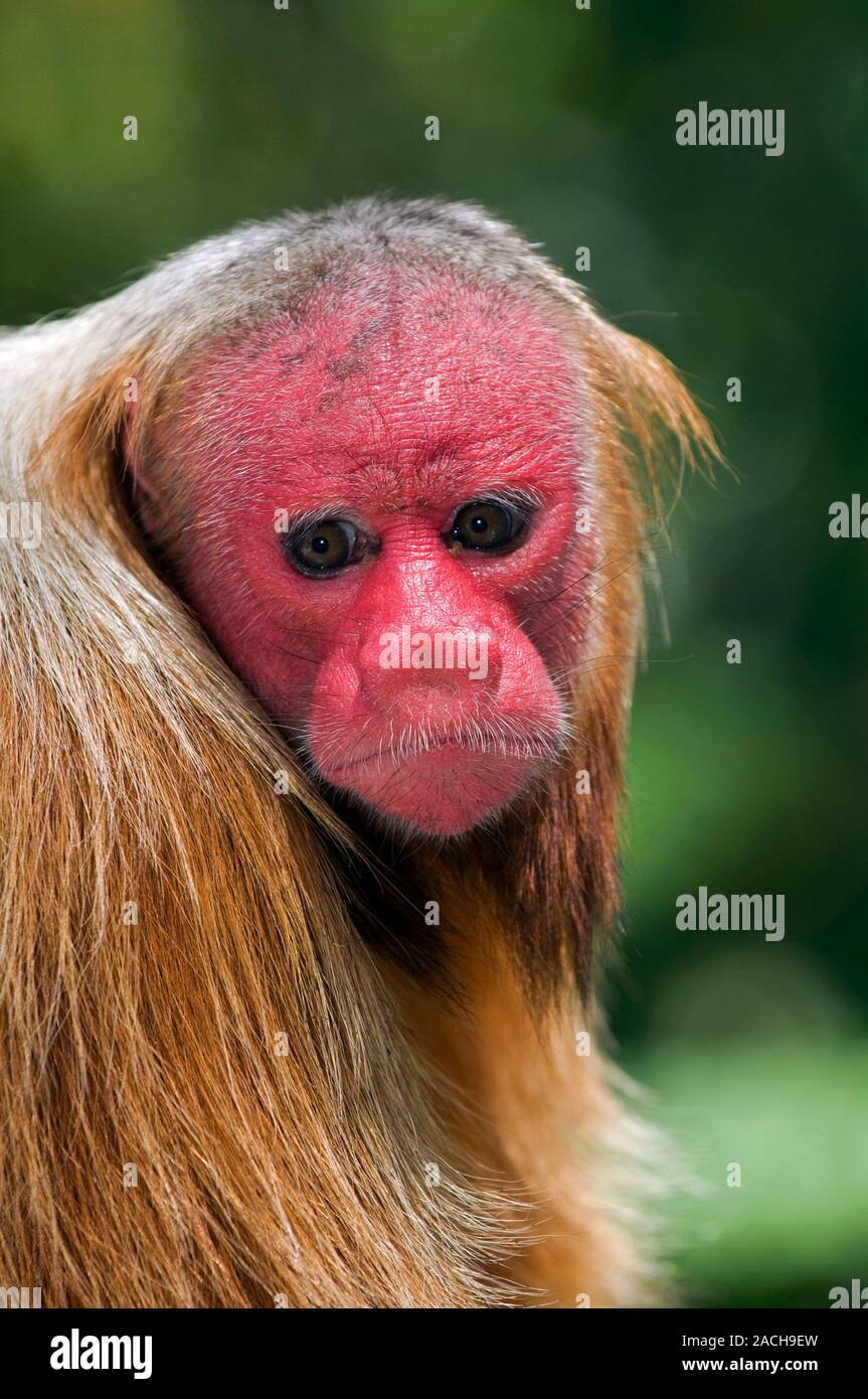 Red bald uakari. The red bald uakari (Cacajao calvus rubicundus) is a ...