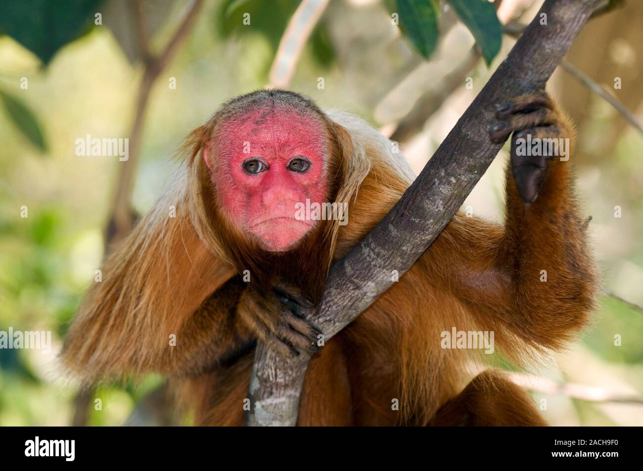 Red bald uakari in a tree. The red bald uakari (Cacajao calvus ...