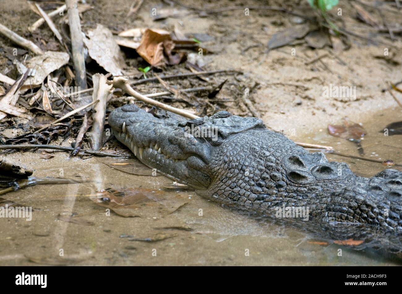 Saltwater crocodile (Crocodylus porosus) in a river, Timor-Leste Stock ...