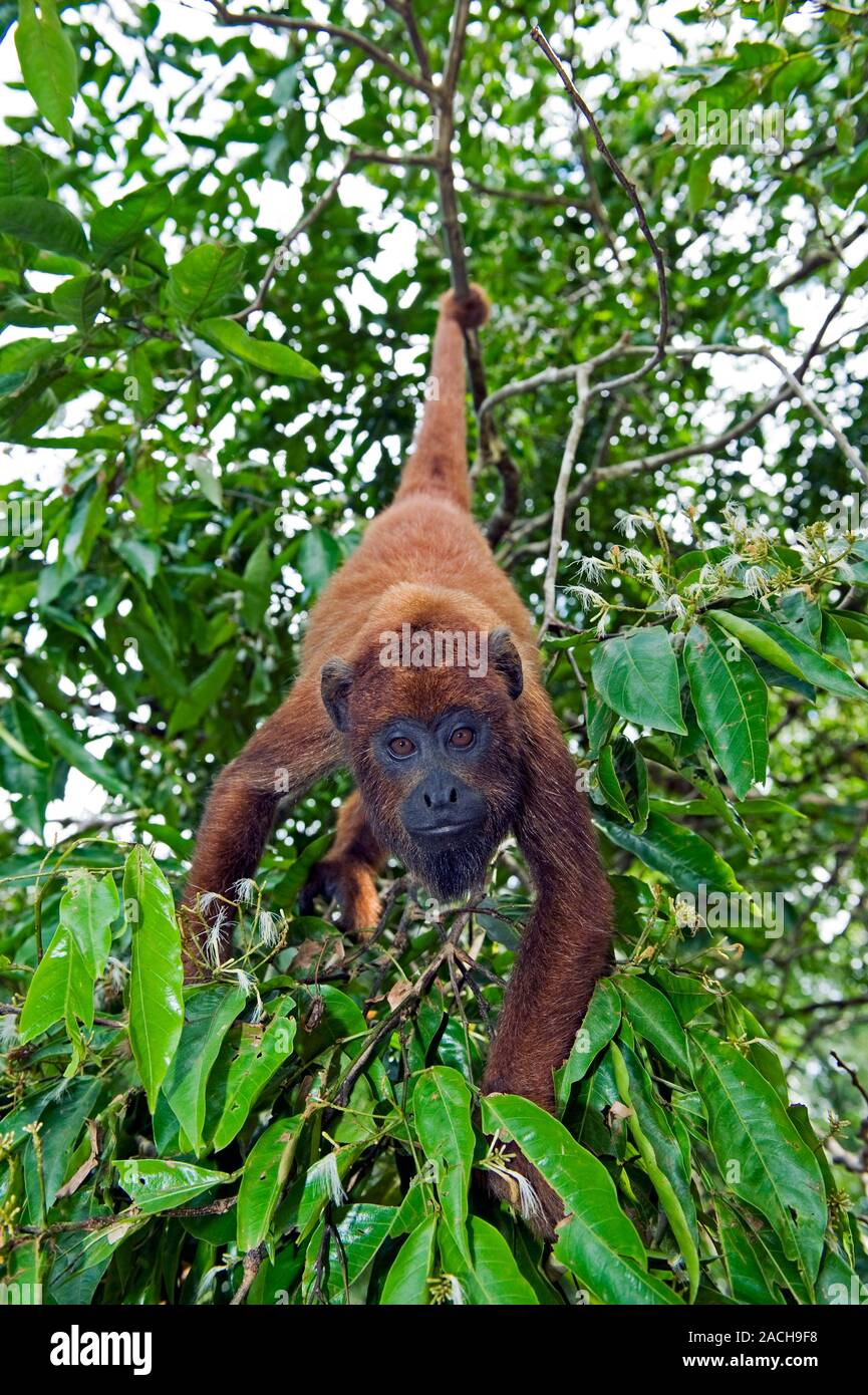Red howler monkey (Alouatta sp.) climbing in a tree. Howler monkeys are ...