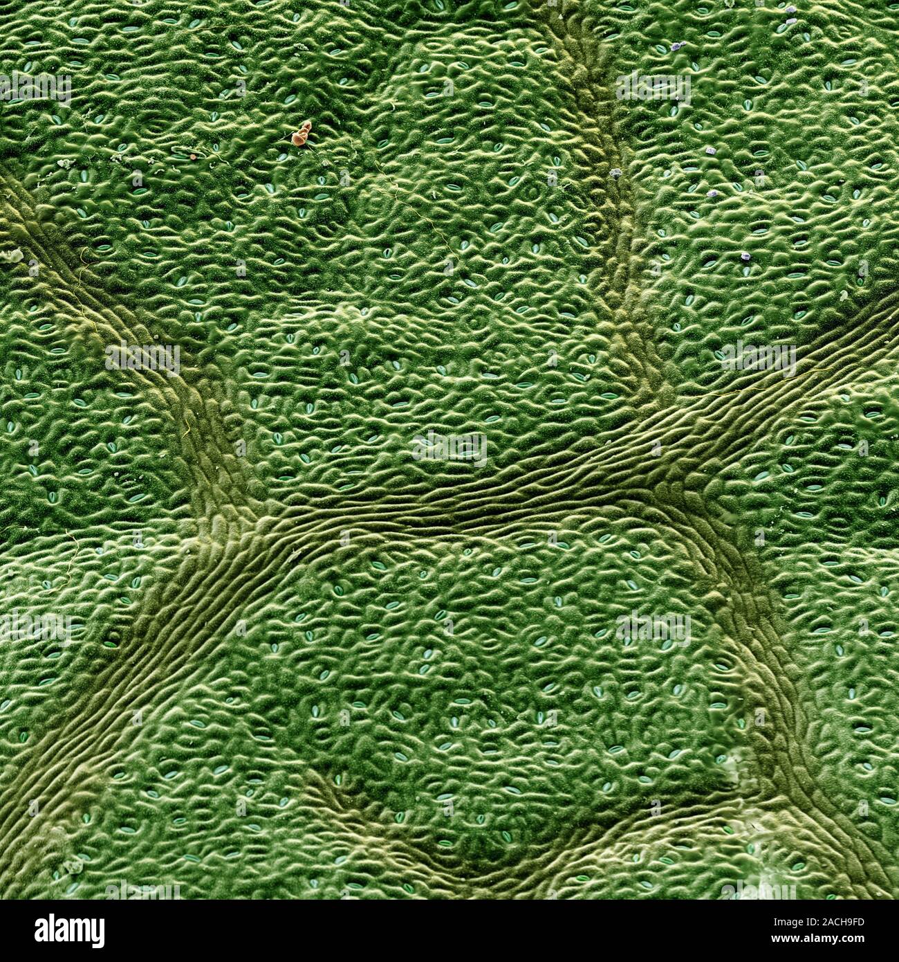 Carob tree (Ceratonia siliqua) leaf surface, coloured scanning electron micrograph (SEM). The ...