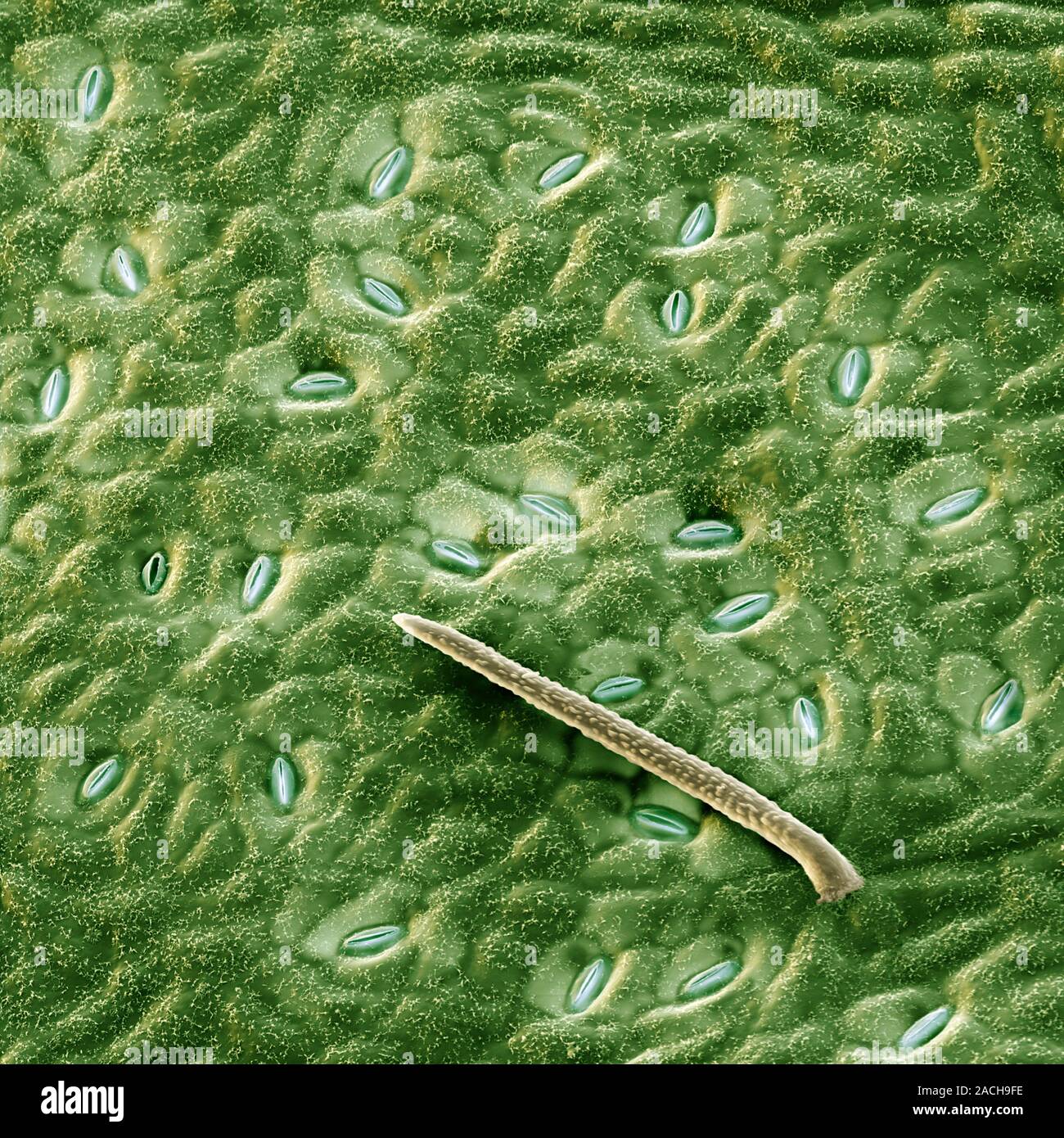 Carob tree (Ceratonia siliqua) leaf surface, coloured scanning electron ...