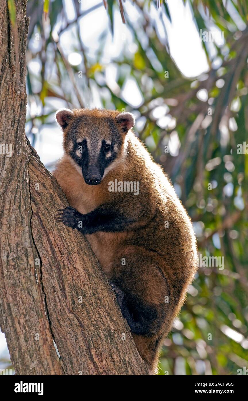 South American coati in a tree. South American coatis (Nasua nasua ...
