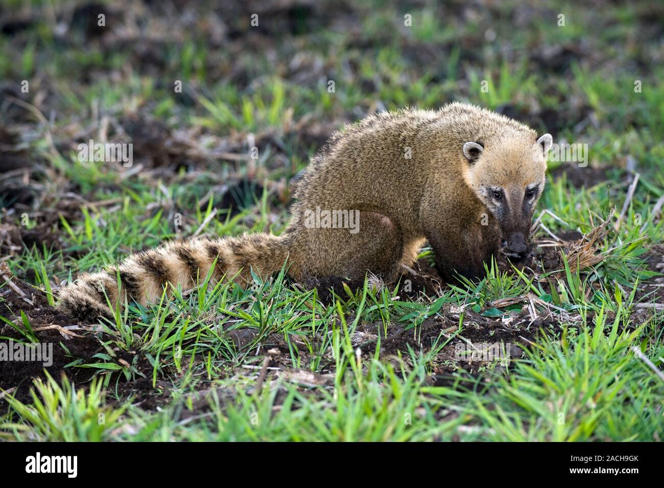 South American coati foraging on the ground. South American coatis ...