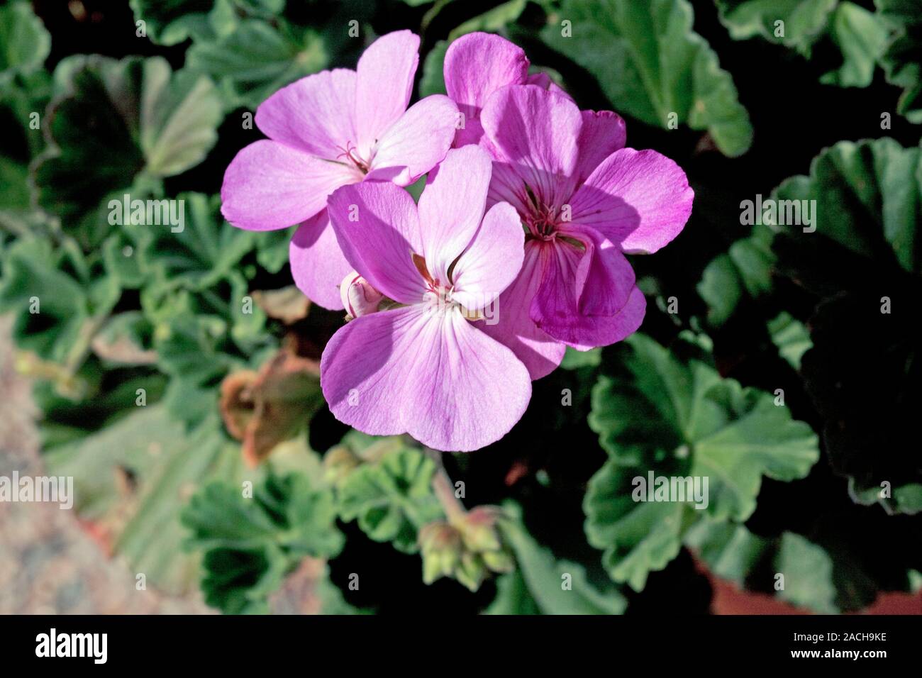 Flowers of Pelargonium x hortorum 'Lara' in summer Stock Photo - Alamy
