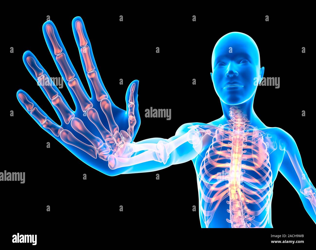 Computer artwork of a female skeleton showing the stop sign Stock Photo ...