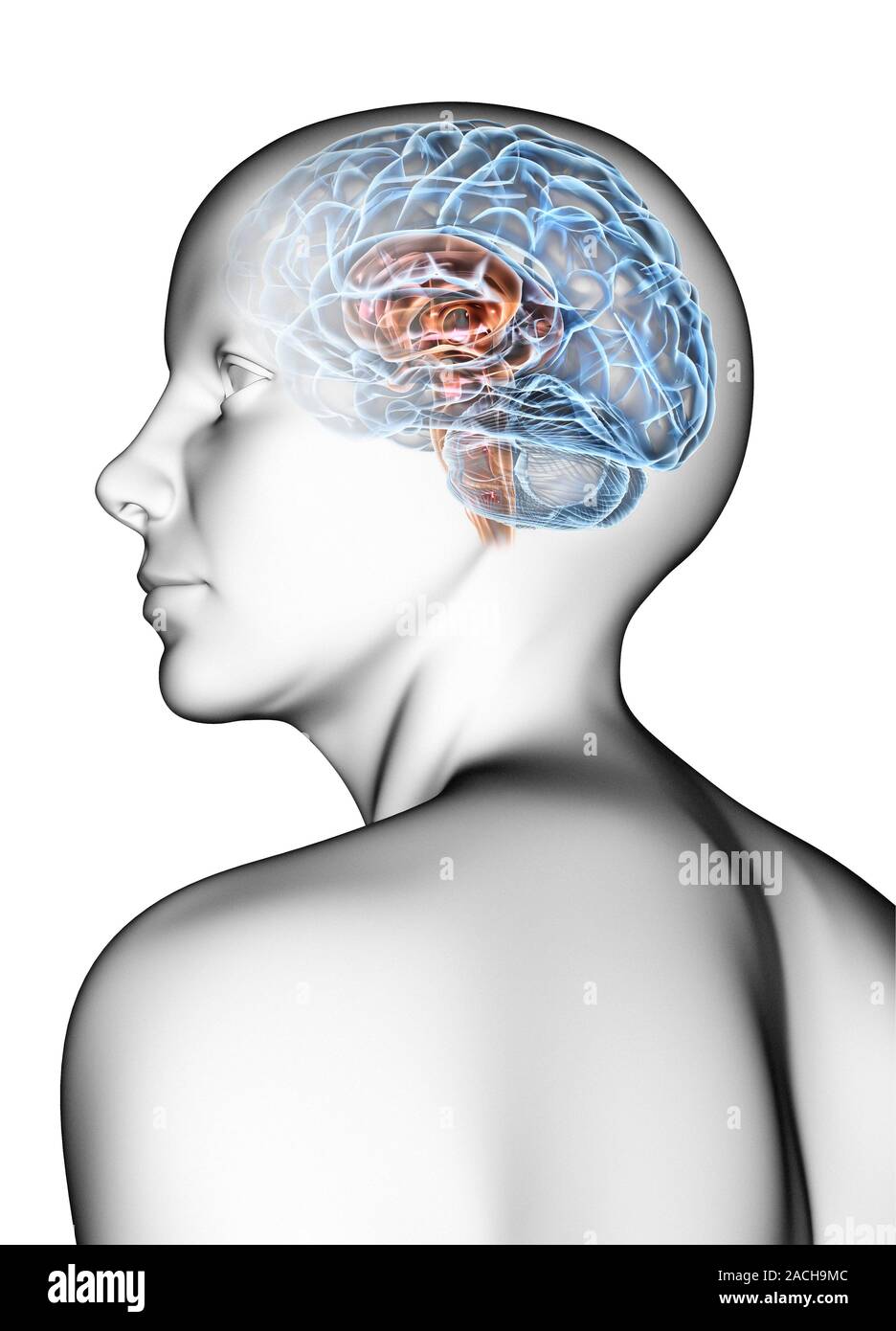 Computer artwork of a female human head with brain Stock Photo - Alamy