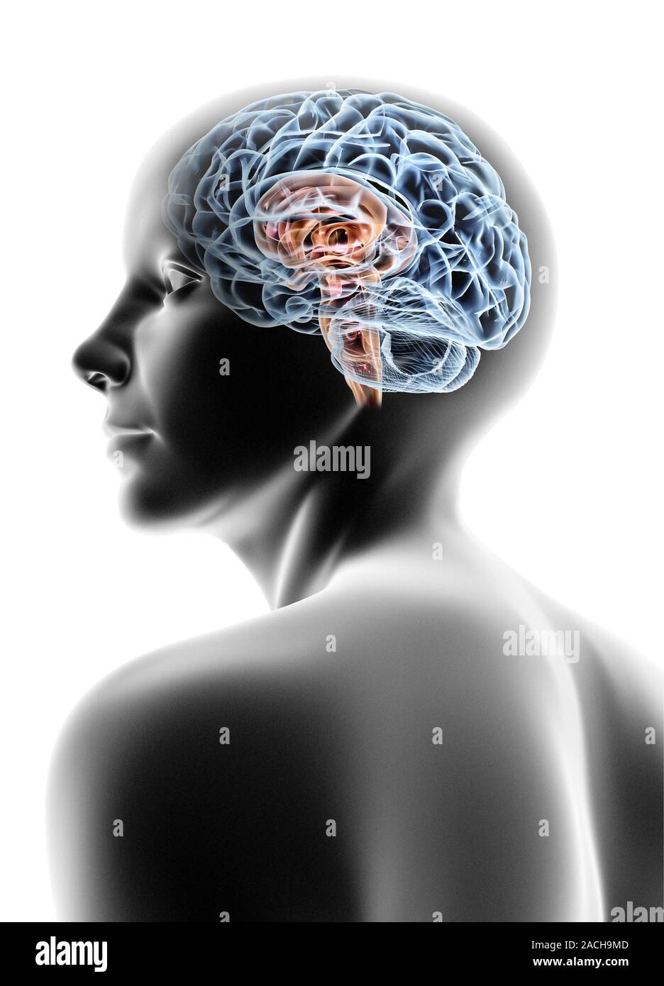 Computer artwork of a female human head with brain Stock Photo - Alamy