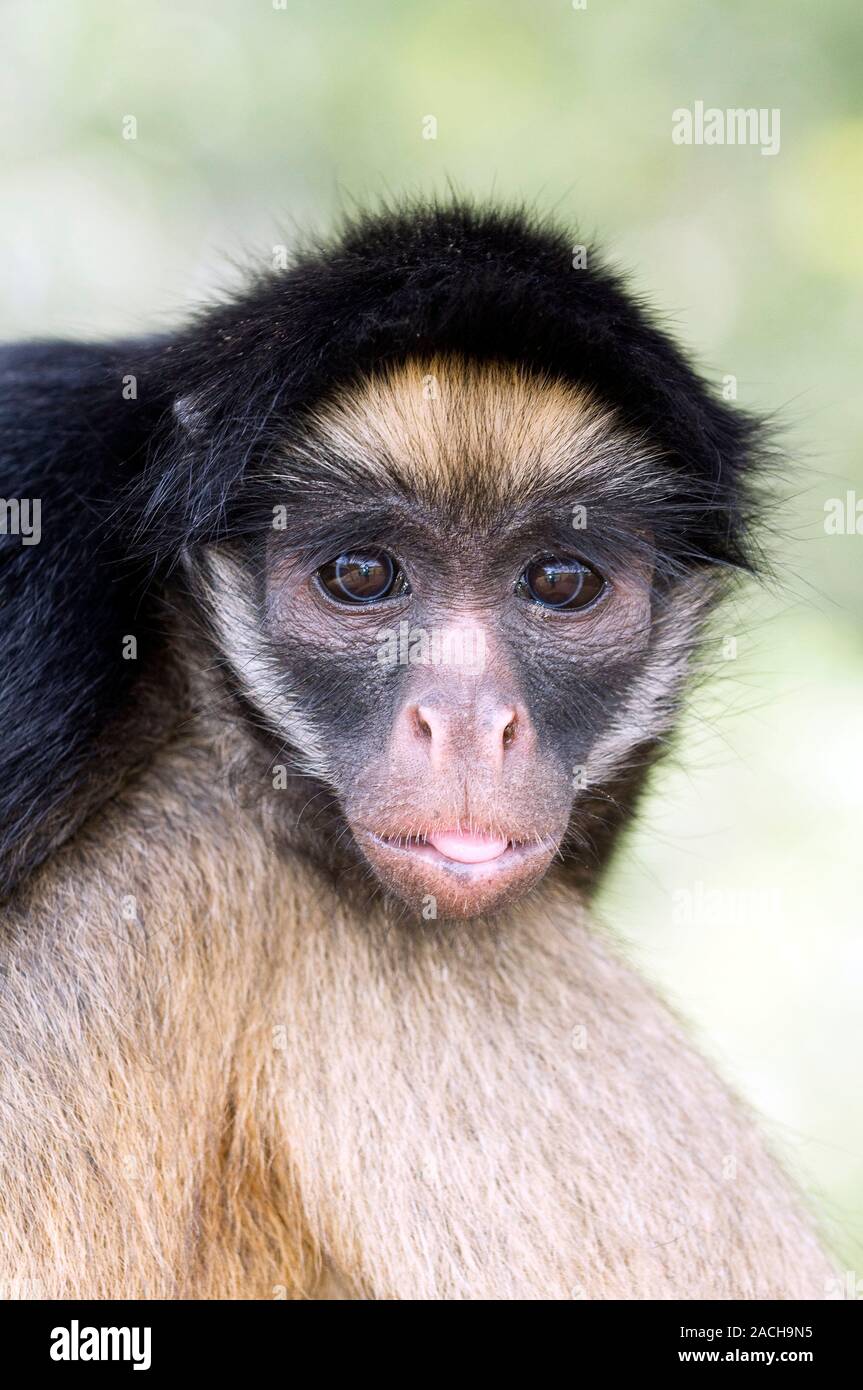 Long-haired spider monkey (Ateles belzebuth). These primates, also ...