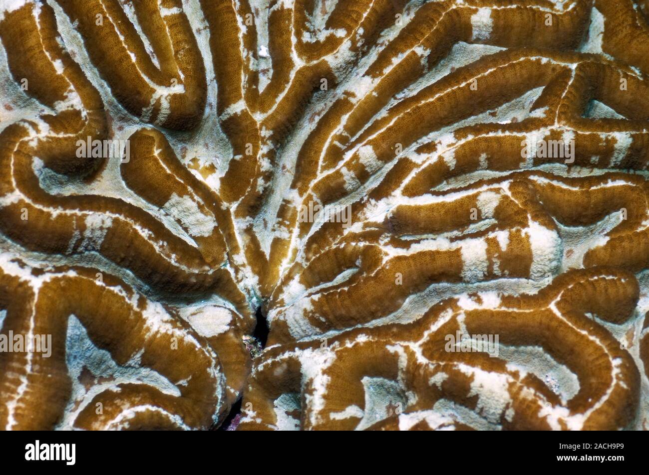 Brain coral. Close-up of the convoluted ridged surface of a brain coral ...
