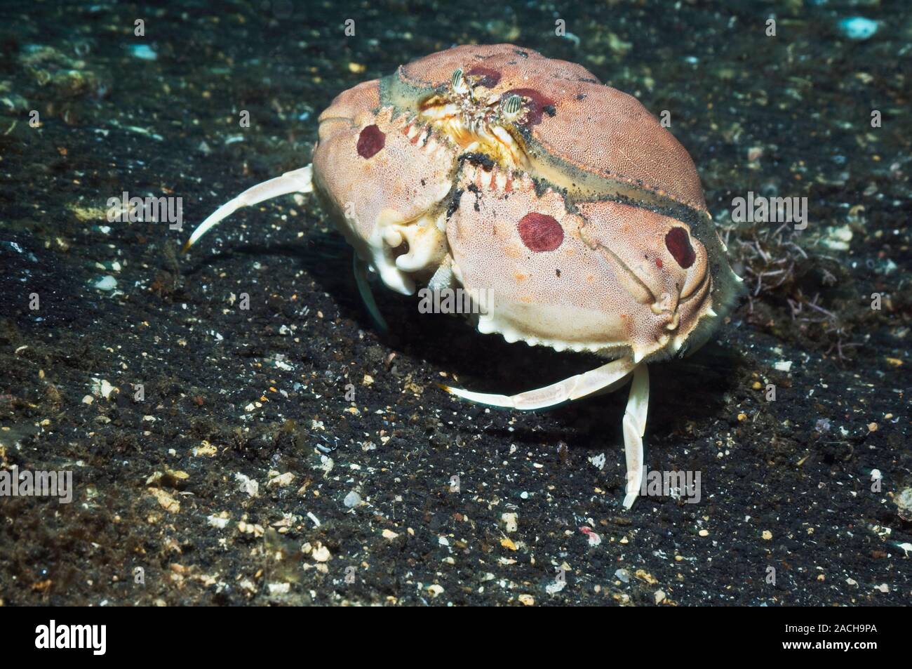 Box crab (Calappa sp.). This crab uses its powerful claws to burrow ...