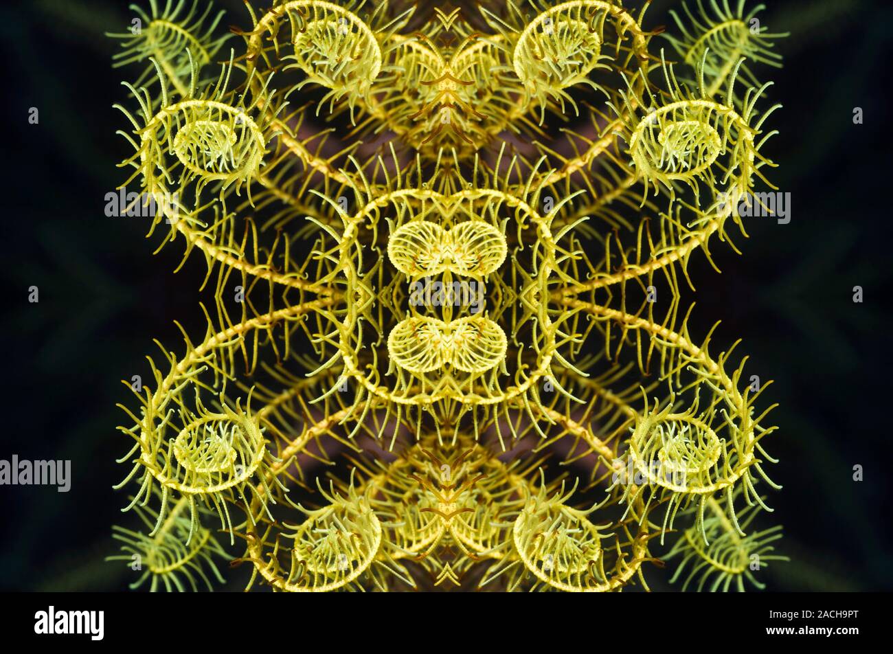 Featherstar montage. Composite image of a featherstar, or crionoid ...