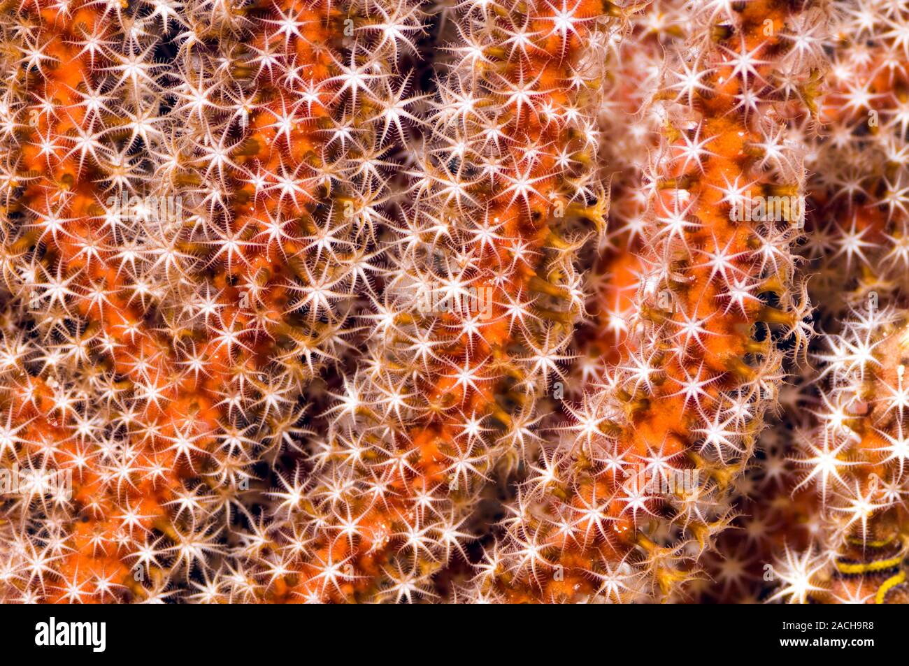 Gorgonian. Close-up of a gorgonian (sea fan) colony showing its ...