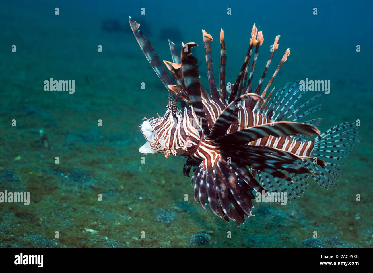 Red lionfish in open water. Red lionfish (Pterois volitans) are highly ...
