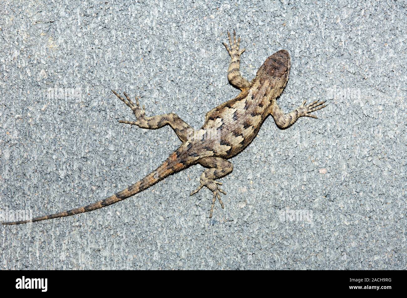 Eastern fence lizard on a rock. Eastern fence lizards (Sceloporus ...